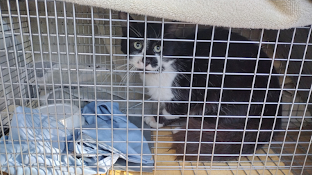 Microwaves101 | Unknown Editor #121 Cat Wrangler April 2023