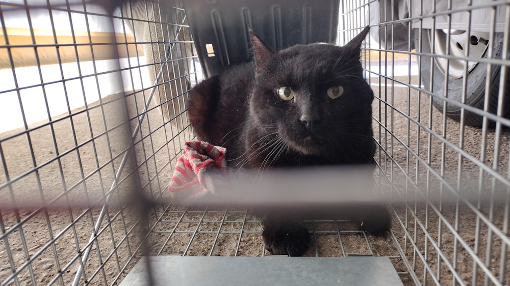 Microwaves101 | Unknown Editor #121 Cat Wrangler April 2023