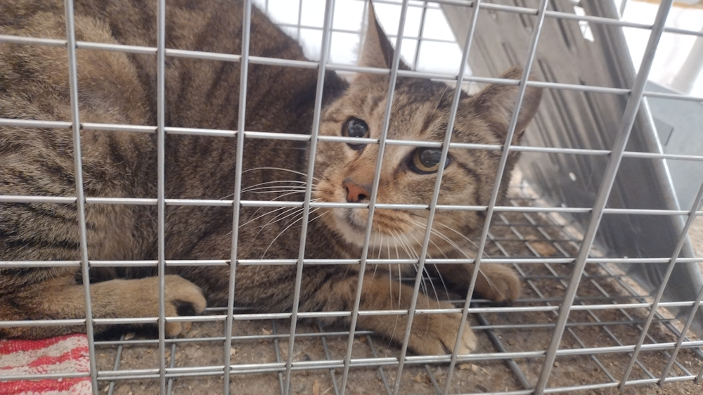 Microwaves101 | Unknown Editor #121 Cat Wrangler April 2023