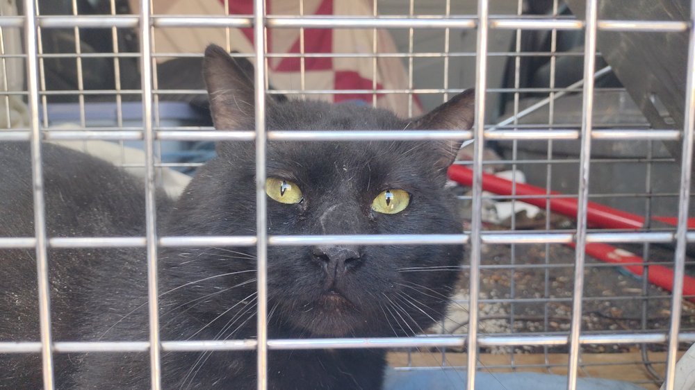 Microwaves101 | Unknown Editor #121 Cat Wrangler April 2023