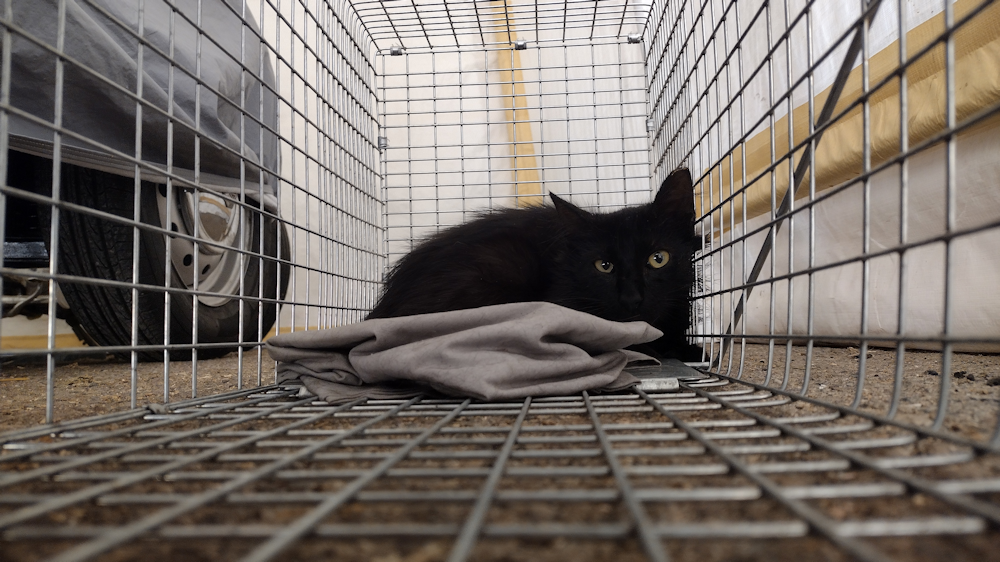 Microwaves101 | Unknown Editor #121 Cat Wrangler April 2023