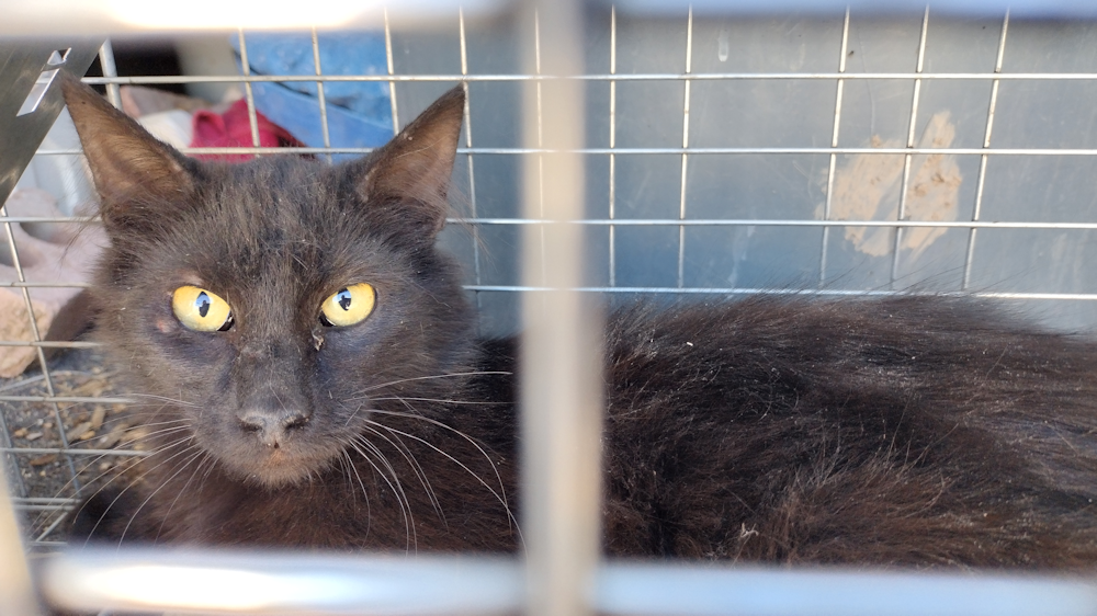 Microwaves101 | Unknown Editor #121 Cat Wrangler April 2023